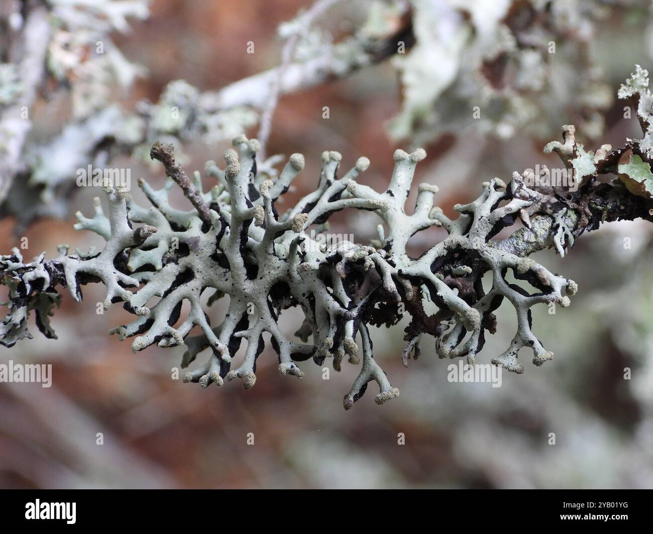 Powder-headed Tube Lichen (Hypogymnia tubulosa) Fungi Stock Photo - Alamy