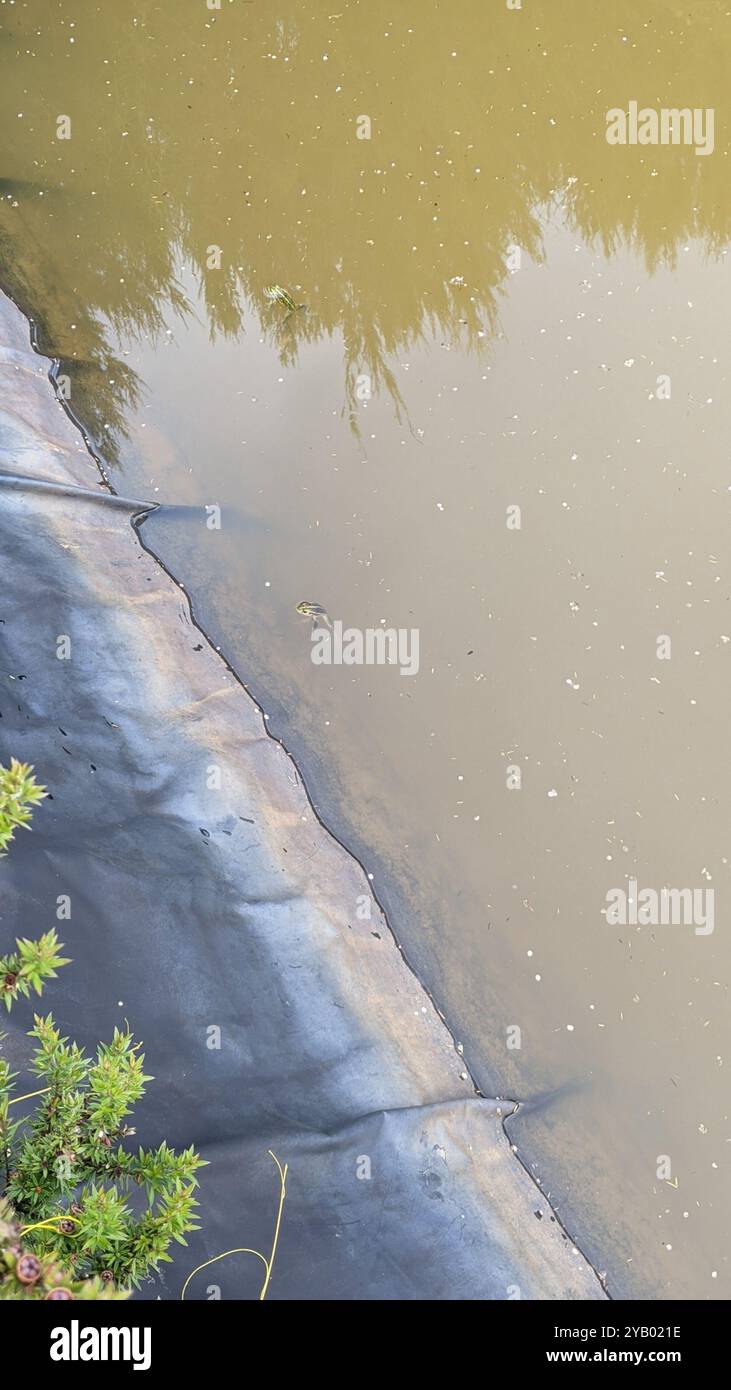 Southern Bell Frog (Ranoidea raniformis) Amphibia Stock Photo - Alamy