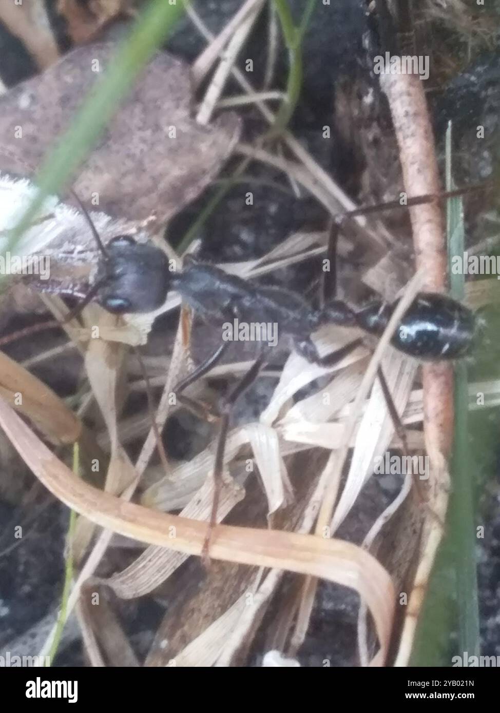 Inch Ant (Myrmecia pyriformis) Insecta Stock Photo - Alamy
