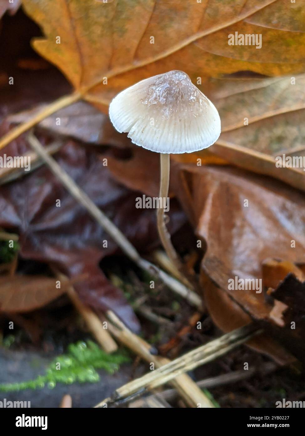 Iodine Bonnet (Mycena filopes) Fungi Stock Photo - Alamy