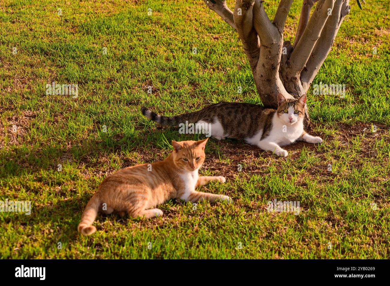 Tranquil ginger tabby domestic hi-res stock photography and images - Alamy