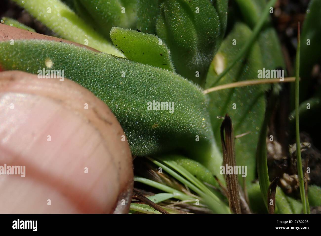 Fire Sheepfig (Delosperma sutherlandii) Plantae Stock Photo - Alamy