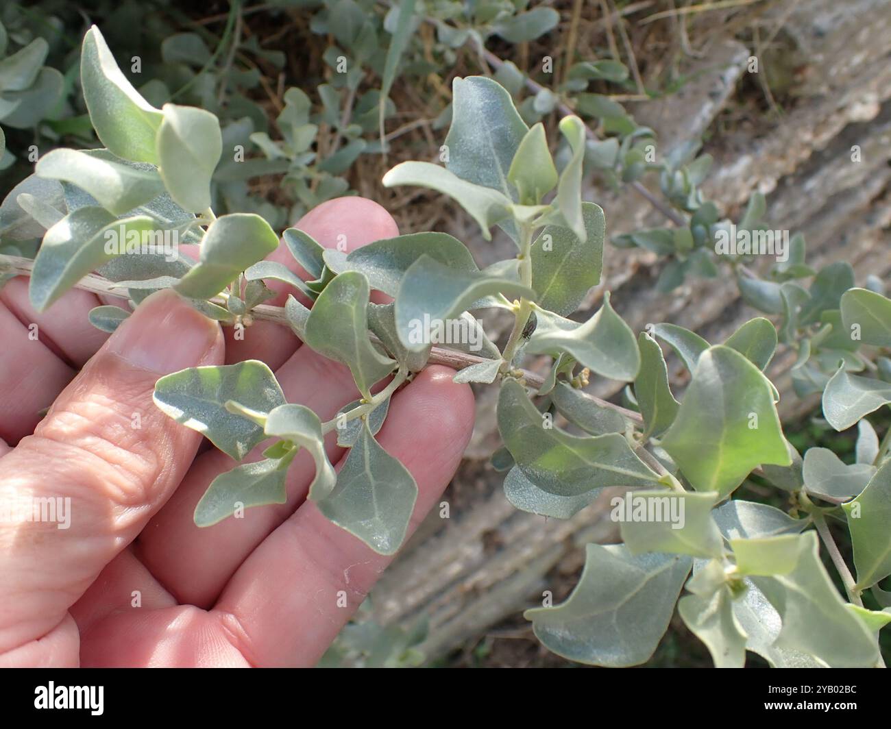 Mediterranean Saltbush (Atriplex halimus) Plantae Stock Photo - Alamy