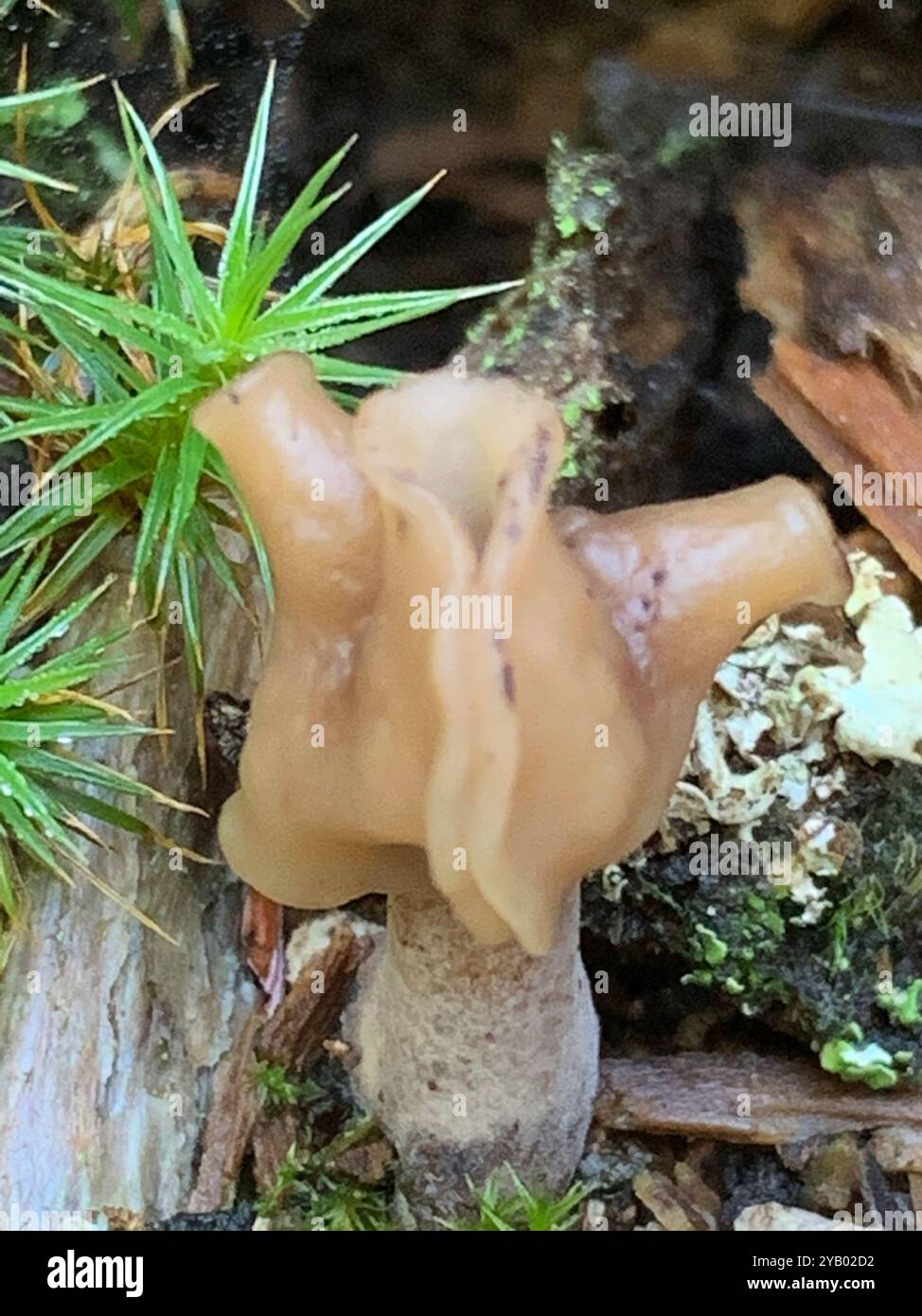 Saddle-shaped False Morel (Gyromitra infula) Fungi Stock Photo - Alamy