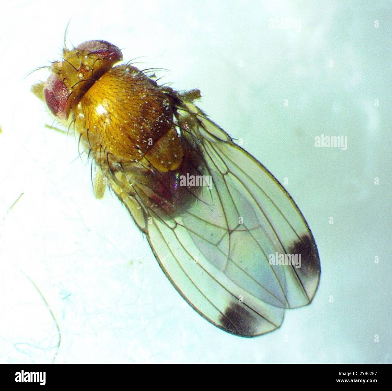 Spotted-winged Drosophila (Drosophila suzukii) Insecta Stock Photo - Alamy