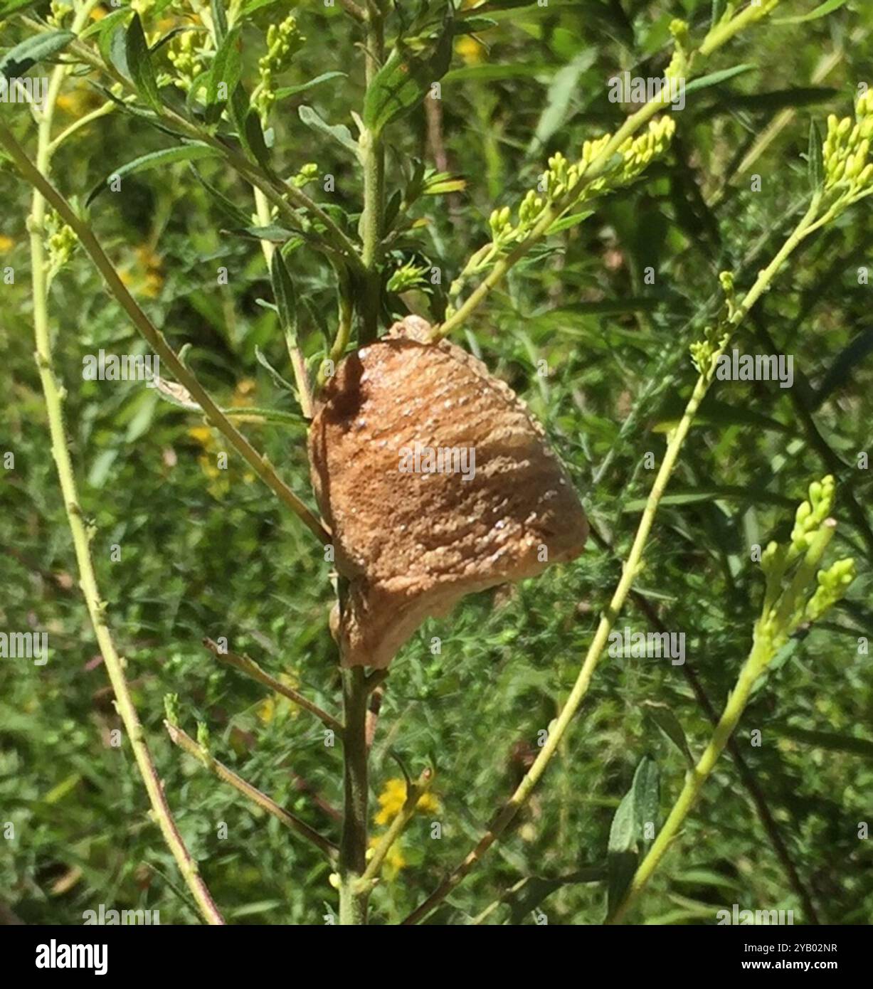 Chinese Mantis (Tenodera sinensis) Insecta Stock Photo - Alamy