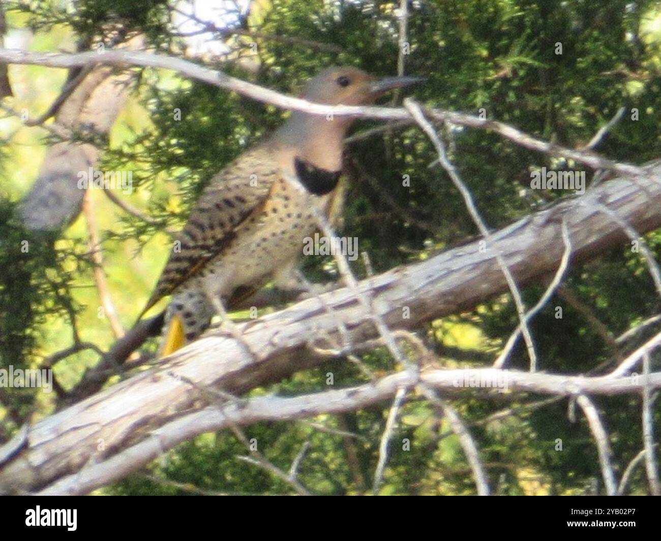 Northern Flicker (Colaptes auratus) Aves Stock Photo - Alamy