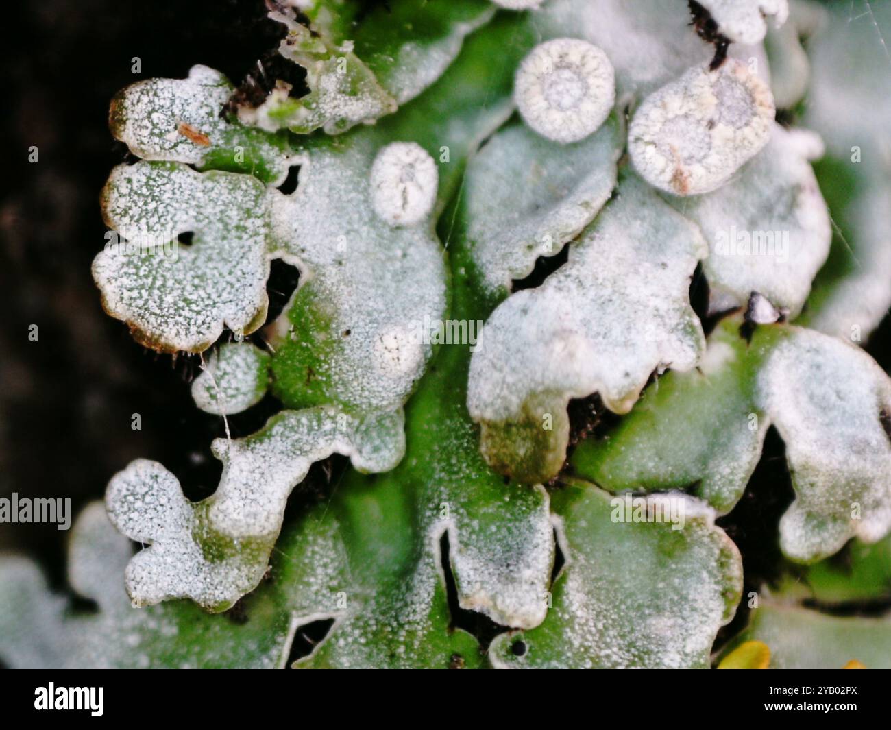 (Physconia distorta) Fungi Stock Photo - Alamy