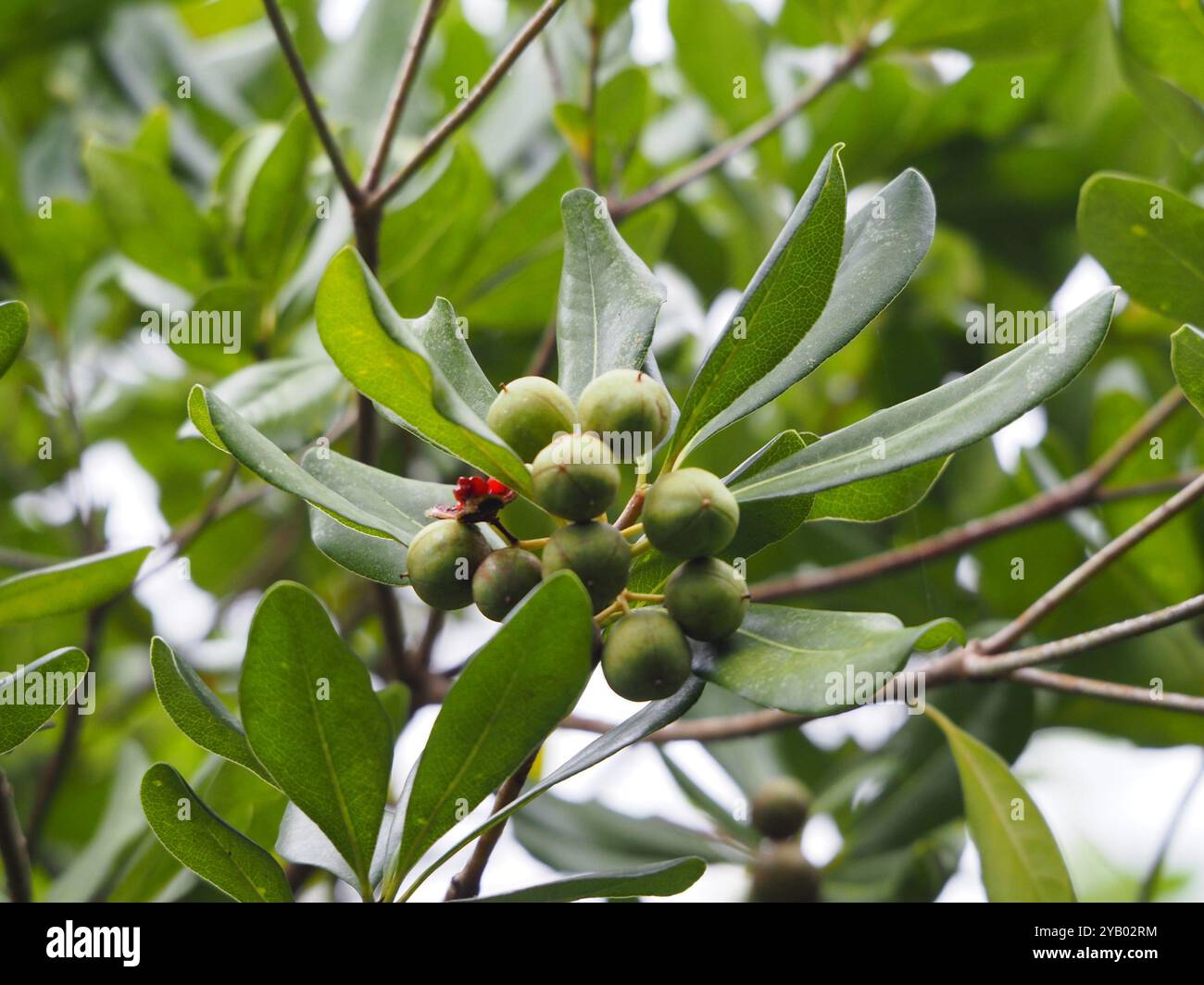 Japanese cheesewood (Pittosporum tobira) Plantae Stock Photo - Alamy