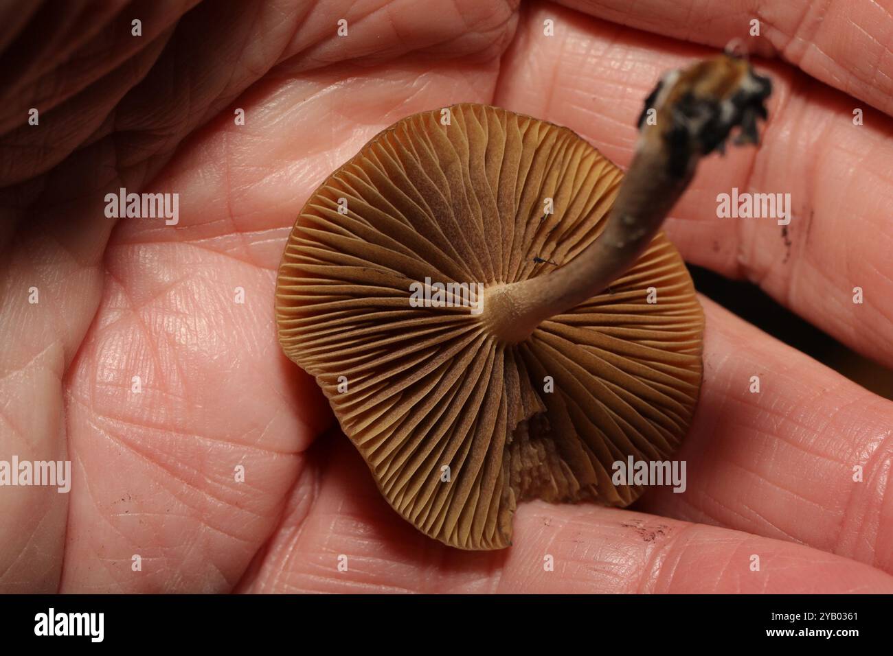 Wavy Cap (Psilocybe cyanescens) Fungi Stock Photo - Alamy