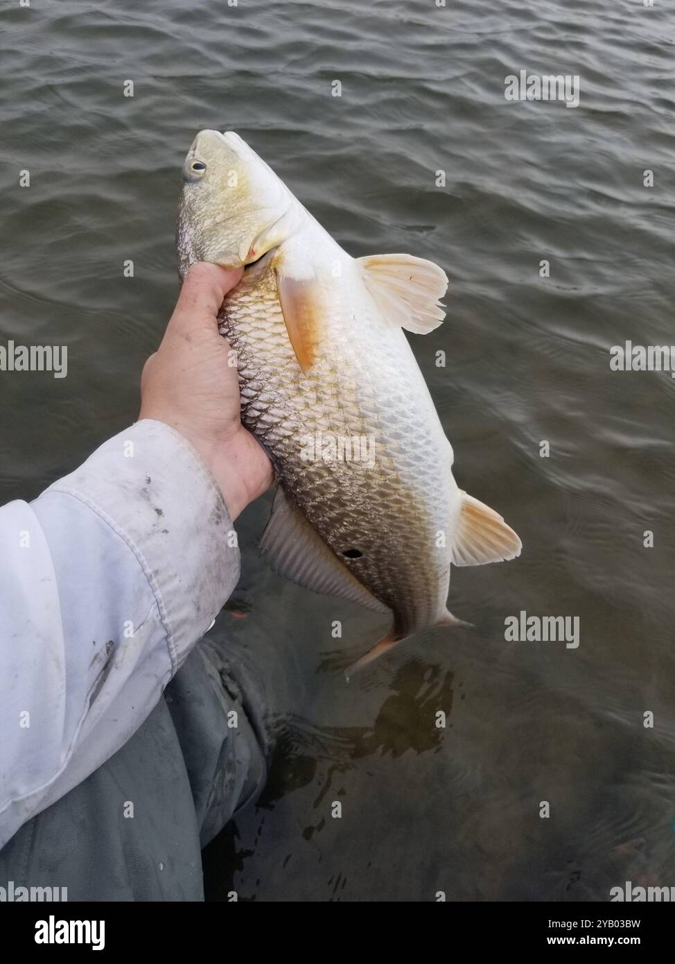 Red Drum (Sciaenops ocellatus) Actinopterygii Stock Photo - Alamy