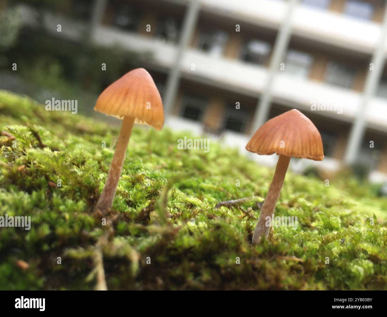 Moss Bell (Galerina hypnorum) Fungi Stock Photo - Alamy