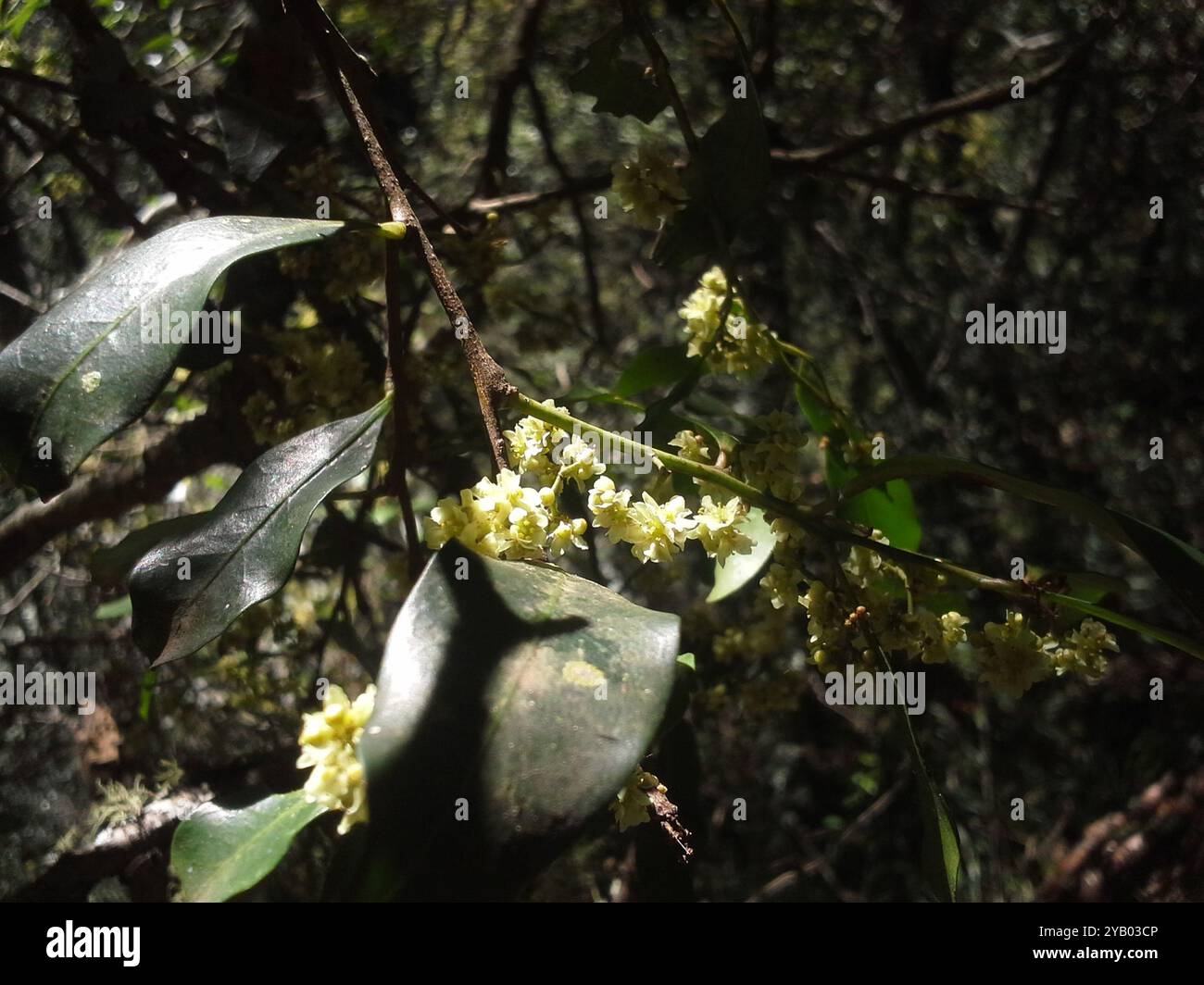 Hedgehog Tree (Pterocelastrus echinatus) Plantae Stock Photo - Alamy