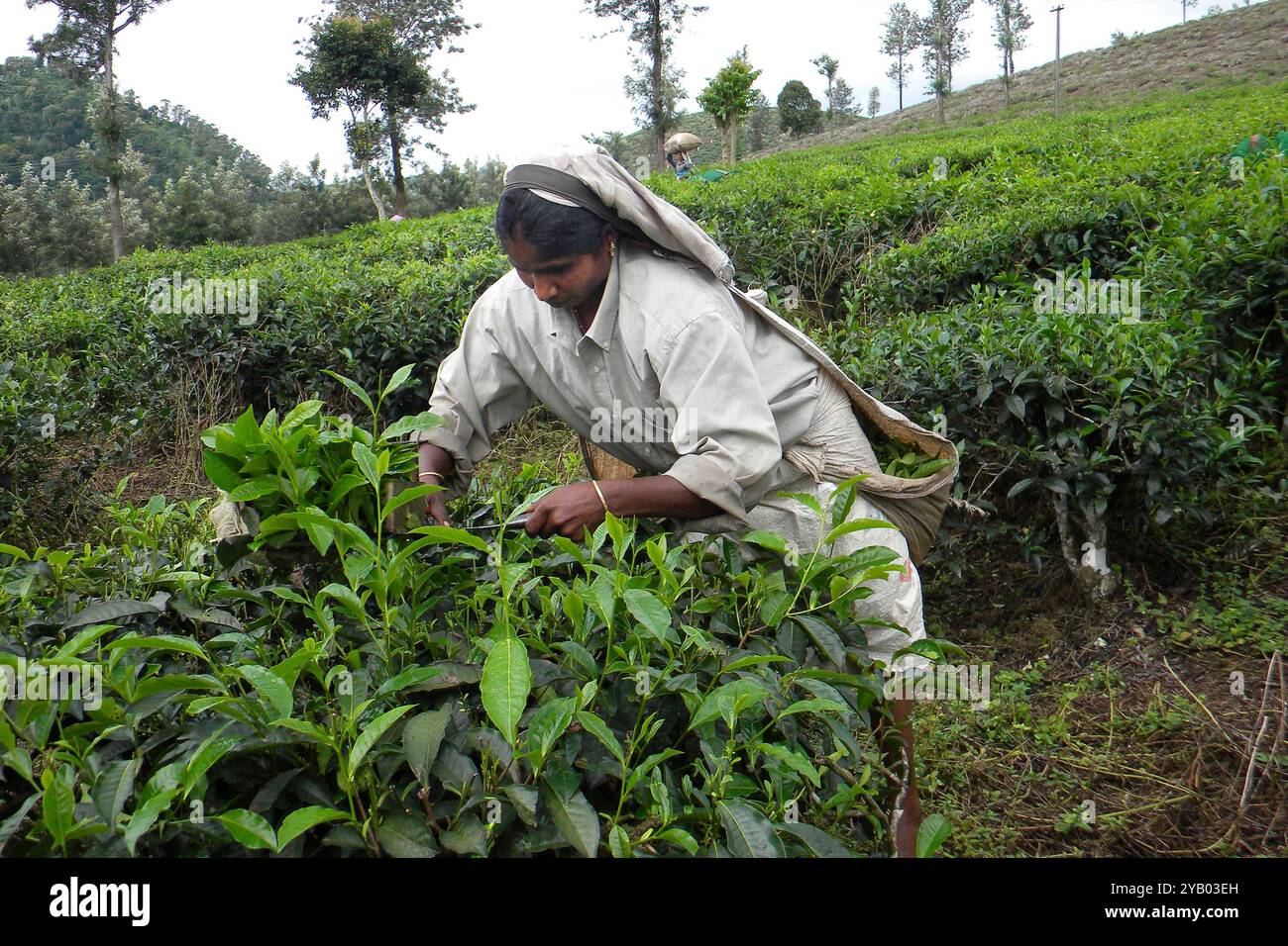 India, Kerala, Periar, tea cultivation Stock Photo - Alamy