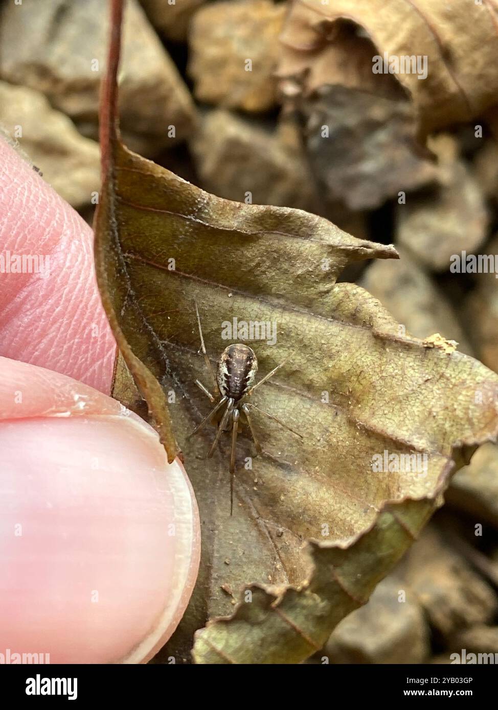 Common sheetweb spider (Linyphia triangularis) Arachnida Stock Photo ...