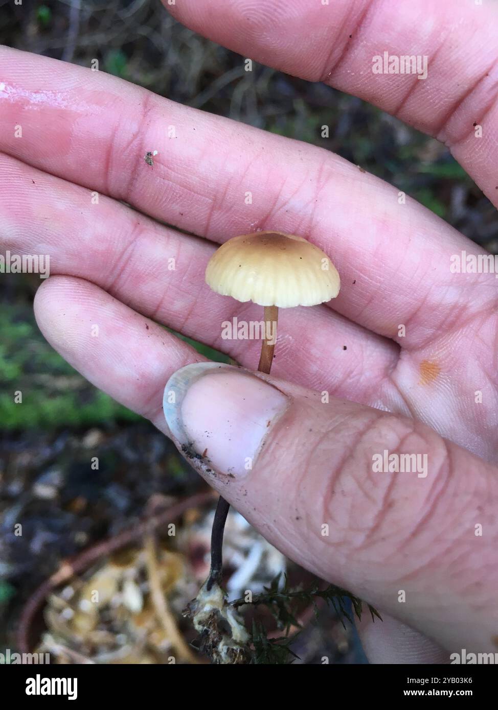 red pinwheel (Marasmius plicatulus) Fungi Stock Photo - Alamy