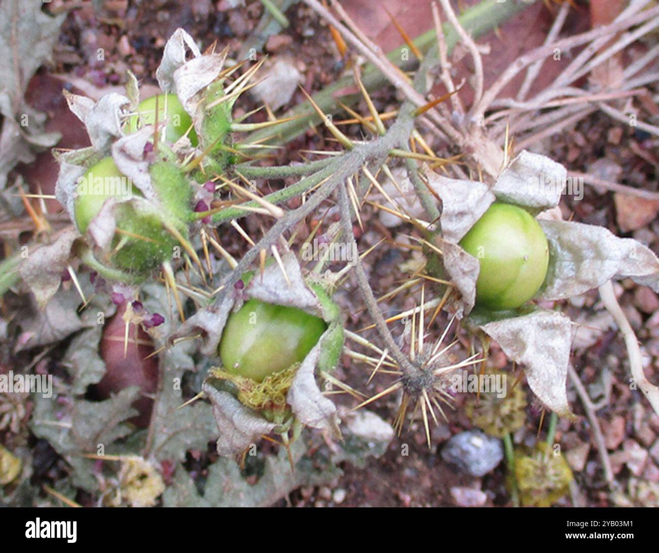 Red Buffalo-bur (Solanum sisymbriifolium) Plantae Stock Photo - Alamy