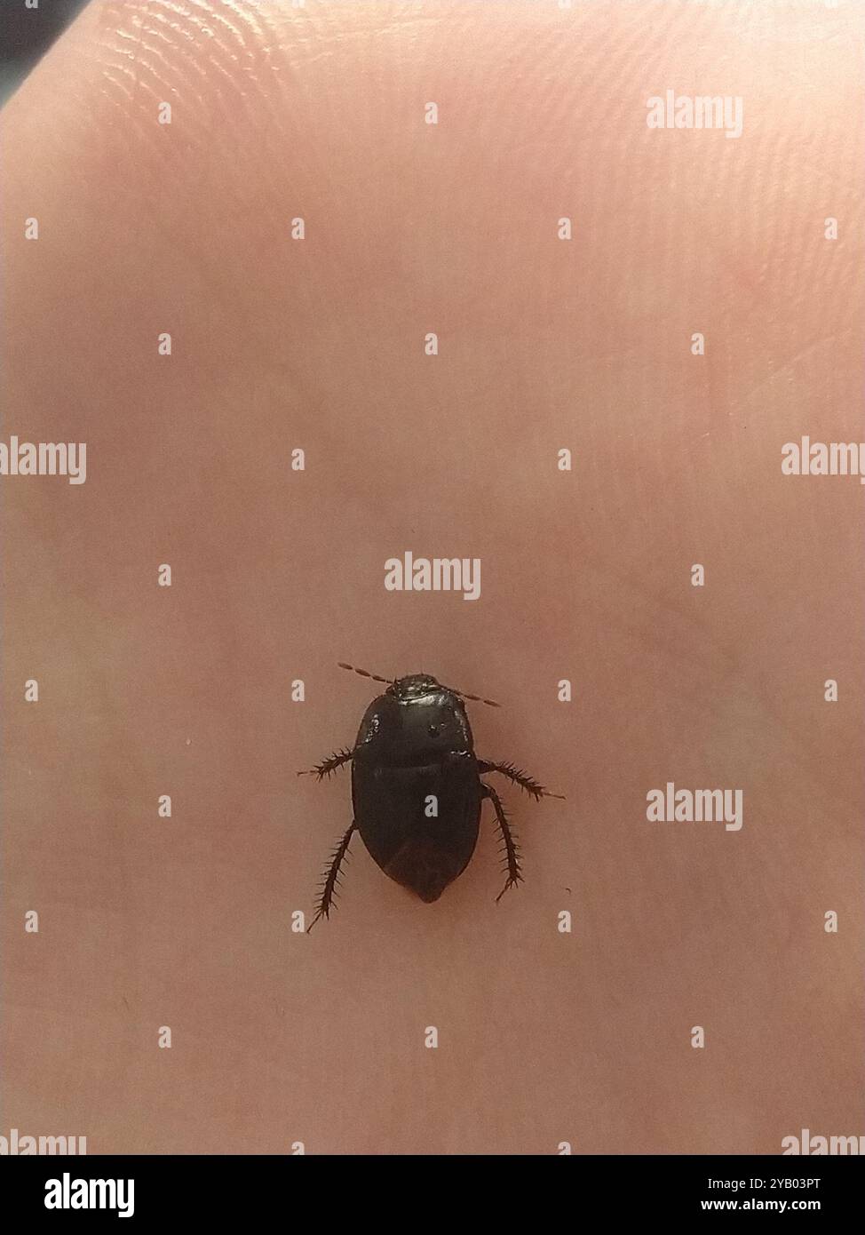 Two-lined Burrowing Bug (Pangaeus bilineatus) Insecta Stock Photo - Alamy