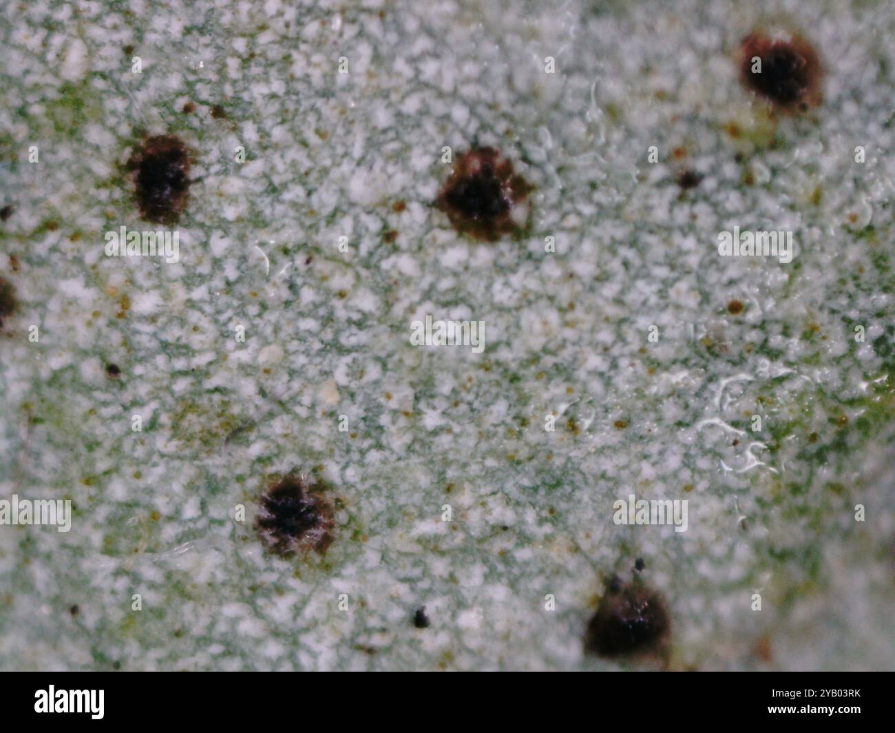 Arctic Frosted Rock Tripe (Umbilicaria vellea) Fungi Stock Photo - Alamy