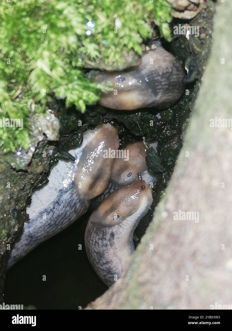 Tree slug (Lehmannia marginata) Mollusca Stock Photo - Alamy