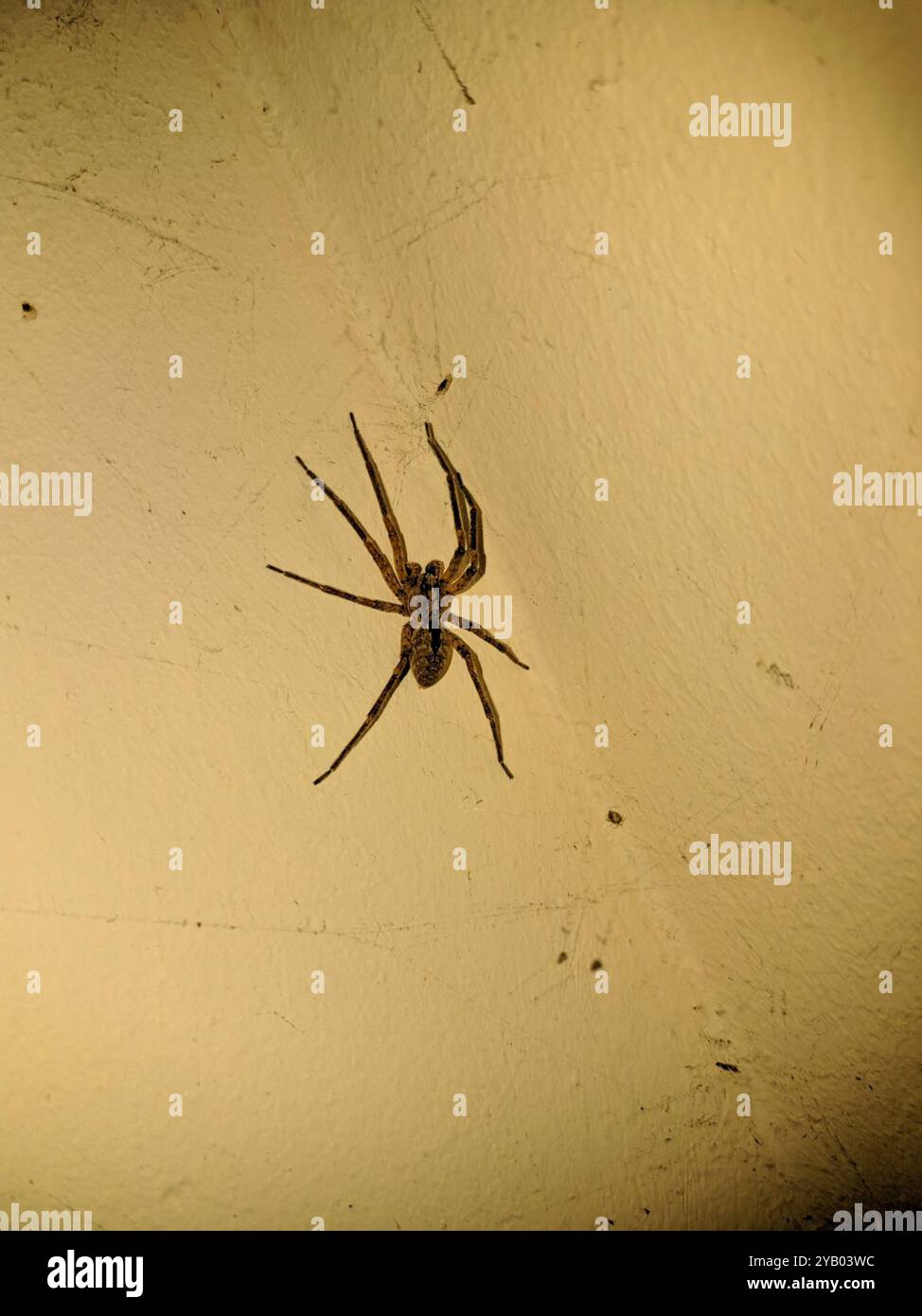 Mediterranean Spiny False Wolf Spider (Zoropsis spinimana) Arachnida ...
