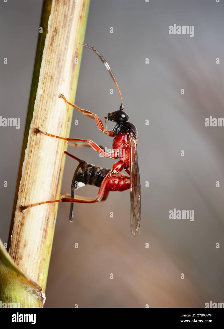 Macro, Closeup Of An Ichneumon Wasp Laying Eggs, Ovipositing On The ...