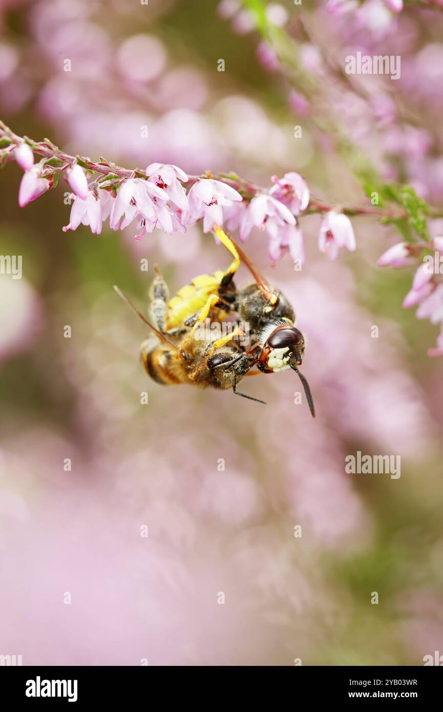 Heather mining bee hi-res stock photography and images - Alamy