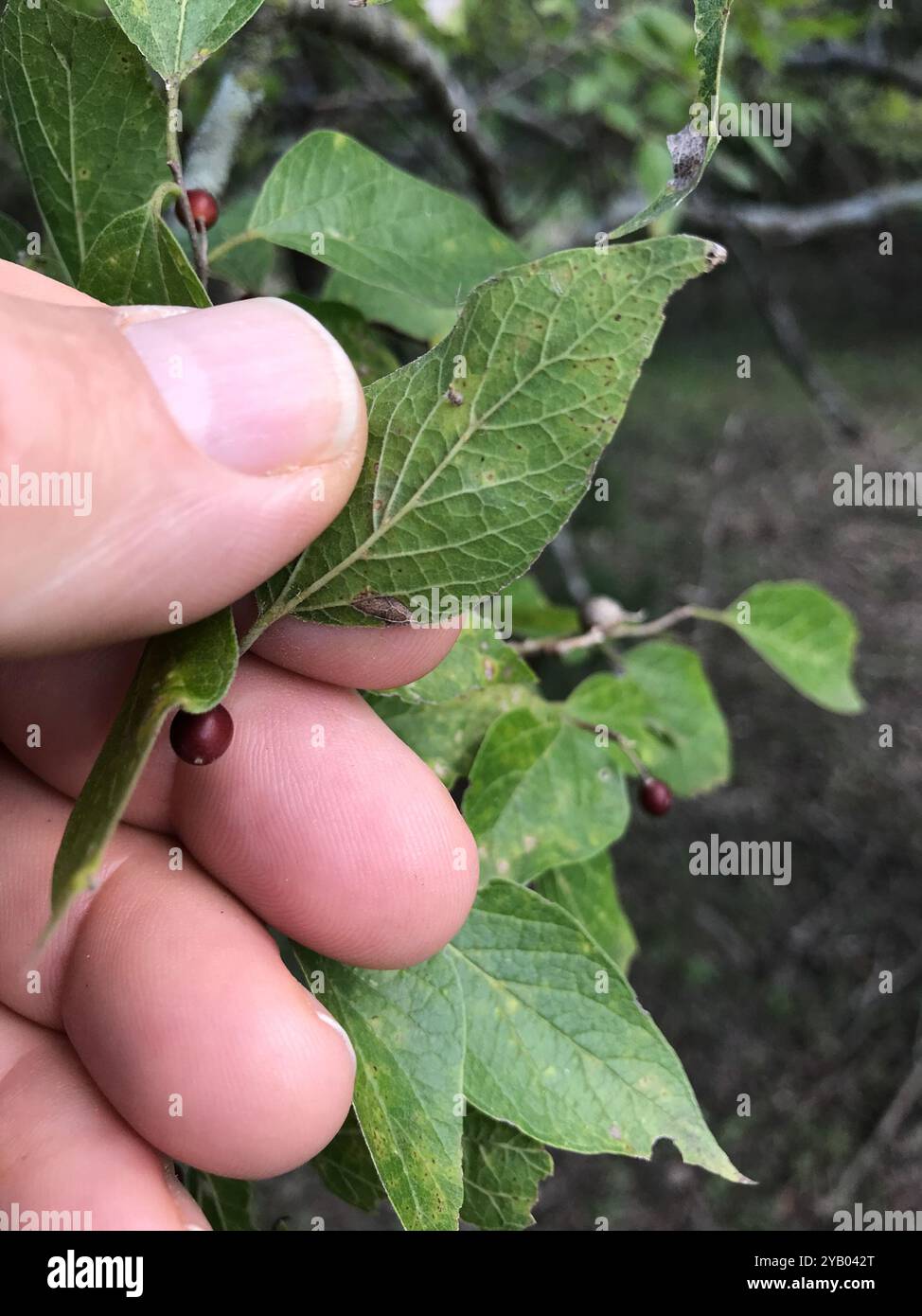 sugar hackberry (Celtis laevigata) Plantae Stock Photo - Alamy