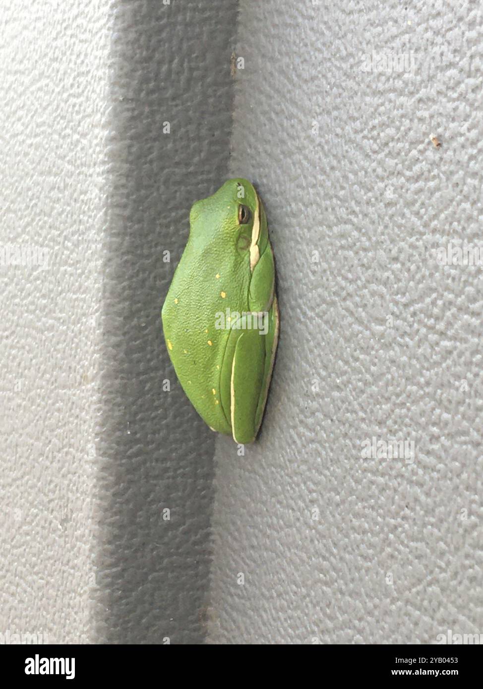 Green Treefrog (Hyla cinerea) Amphibia Stock Photo - Alamy