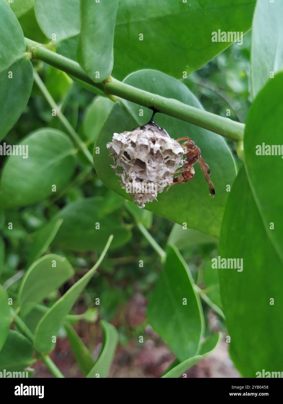 Tropical Paper Wasp (Polistes stigma) Insecta Stock Photo - Alamy