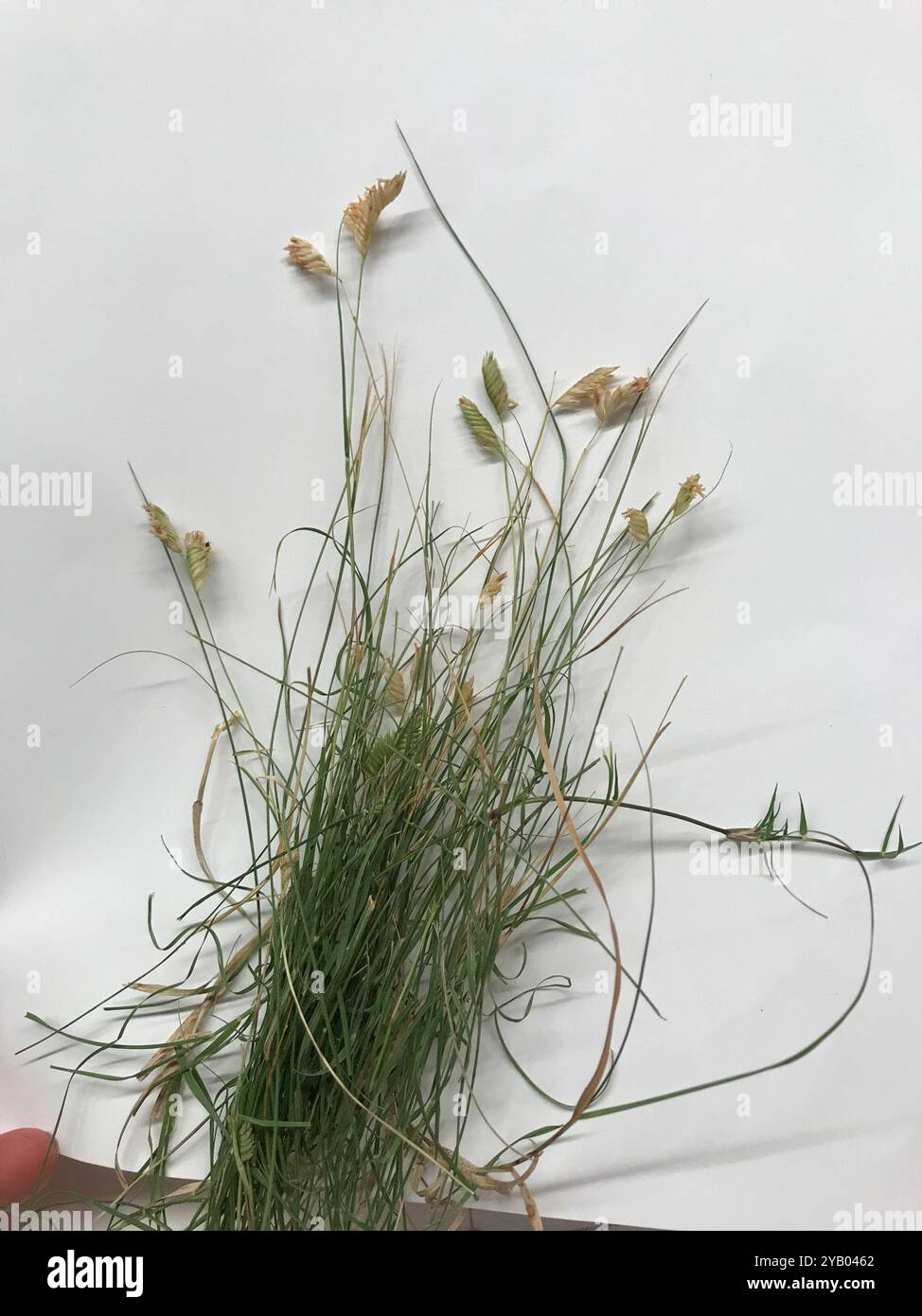 buffalograss (Bouteloua dactyloides) Plantae Stock Photo - Alamy