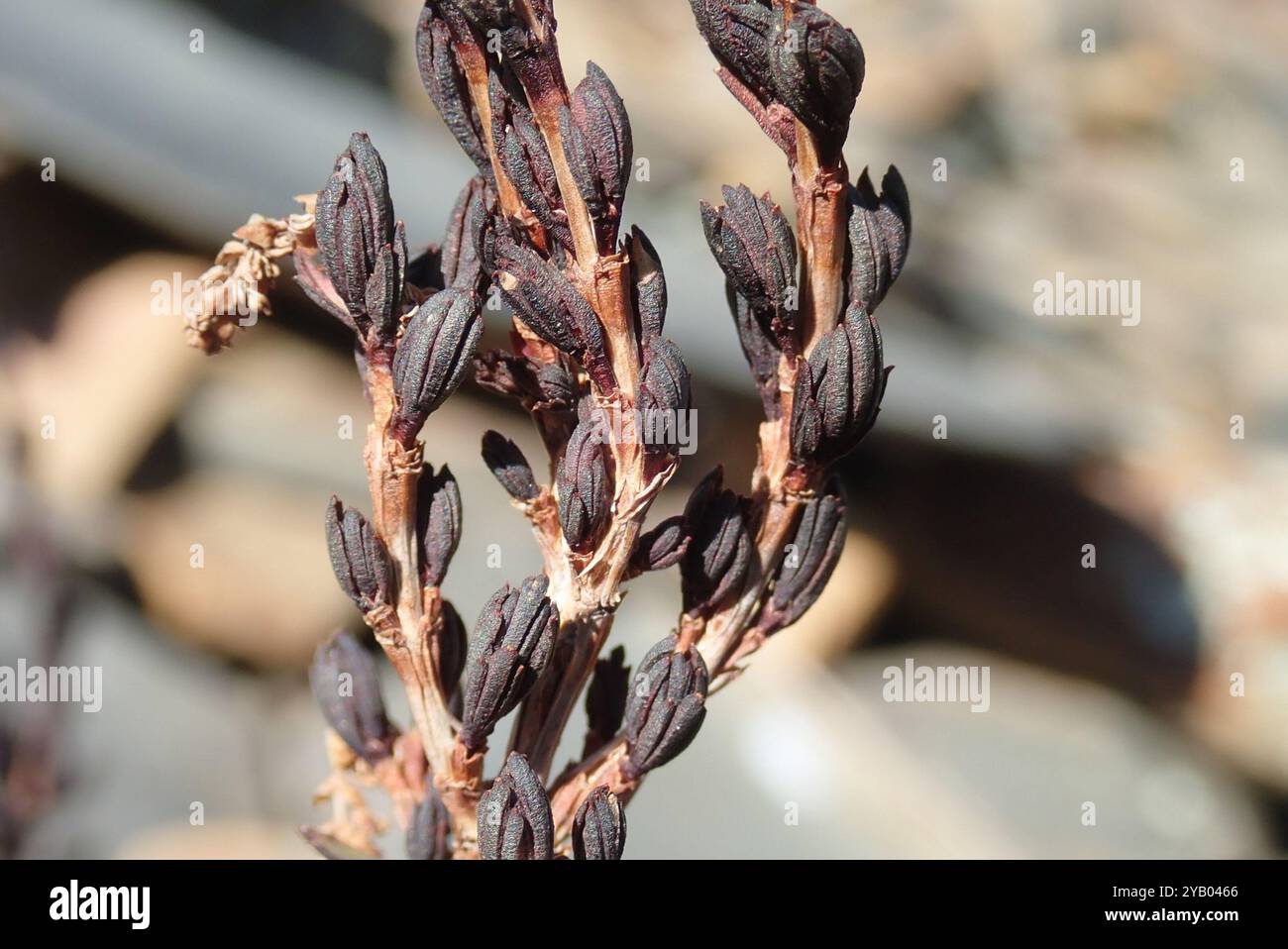 Resurrection Plant (Myrothamnus flabellifolius) Plantae Stock Photo - Alamy