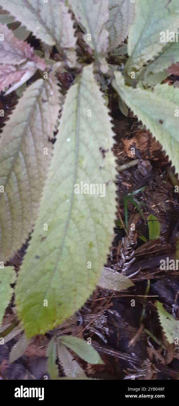 Parataniwha (Elatostema rugosum) Plantae Stock Photo - Alamy