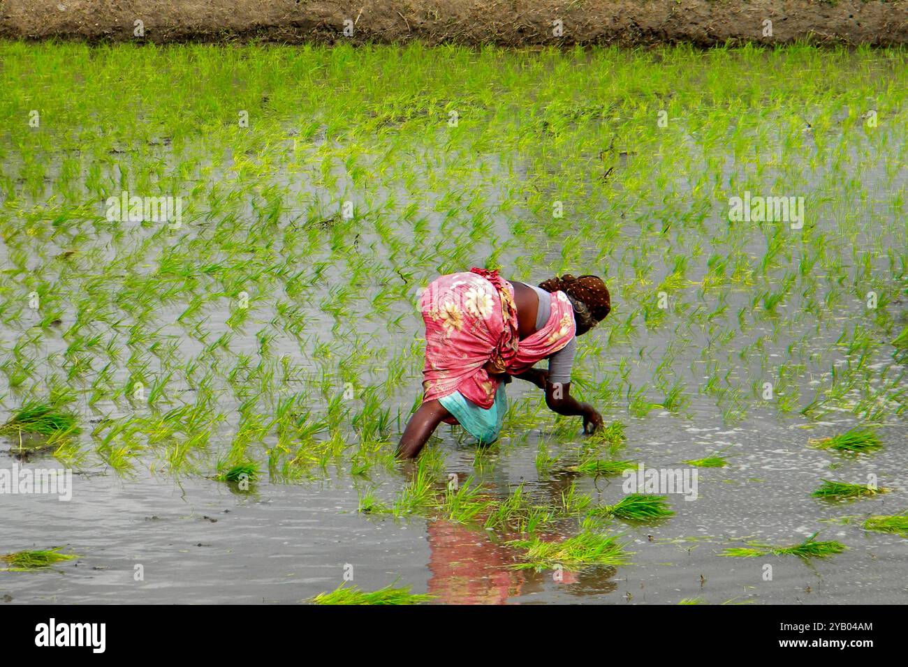 India, Tamil Nadu, Trichy, rice field Stock Photo - Alamy