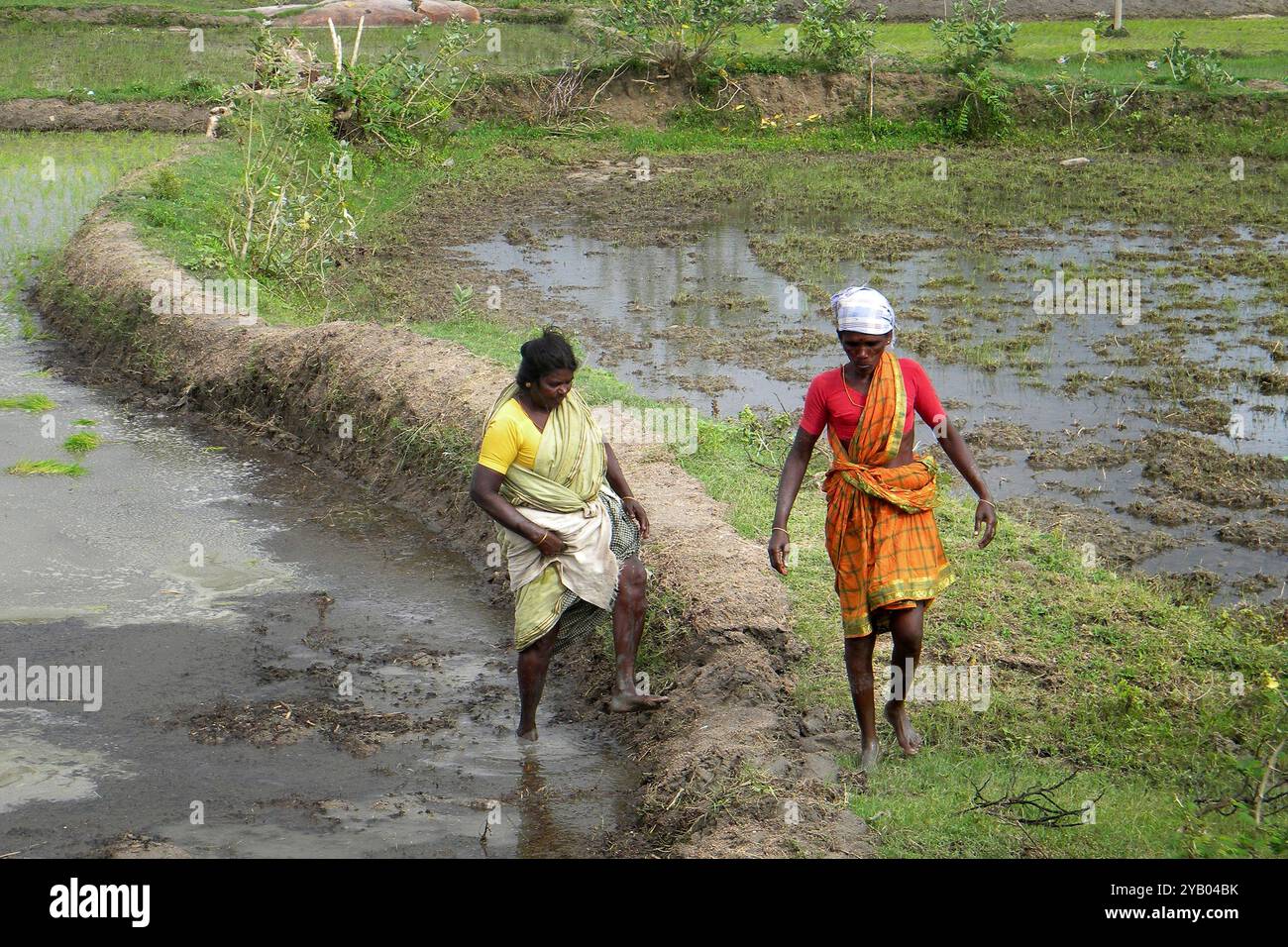 Tamil nadu rice field hi-res stock photography and images - Alamy