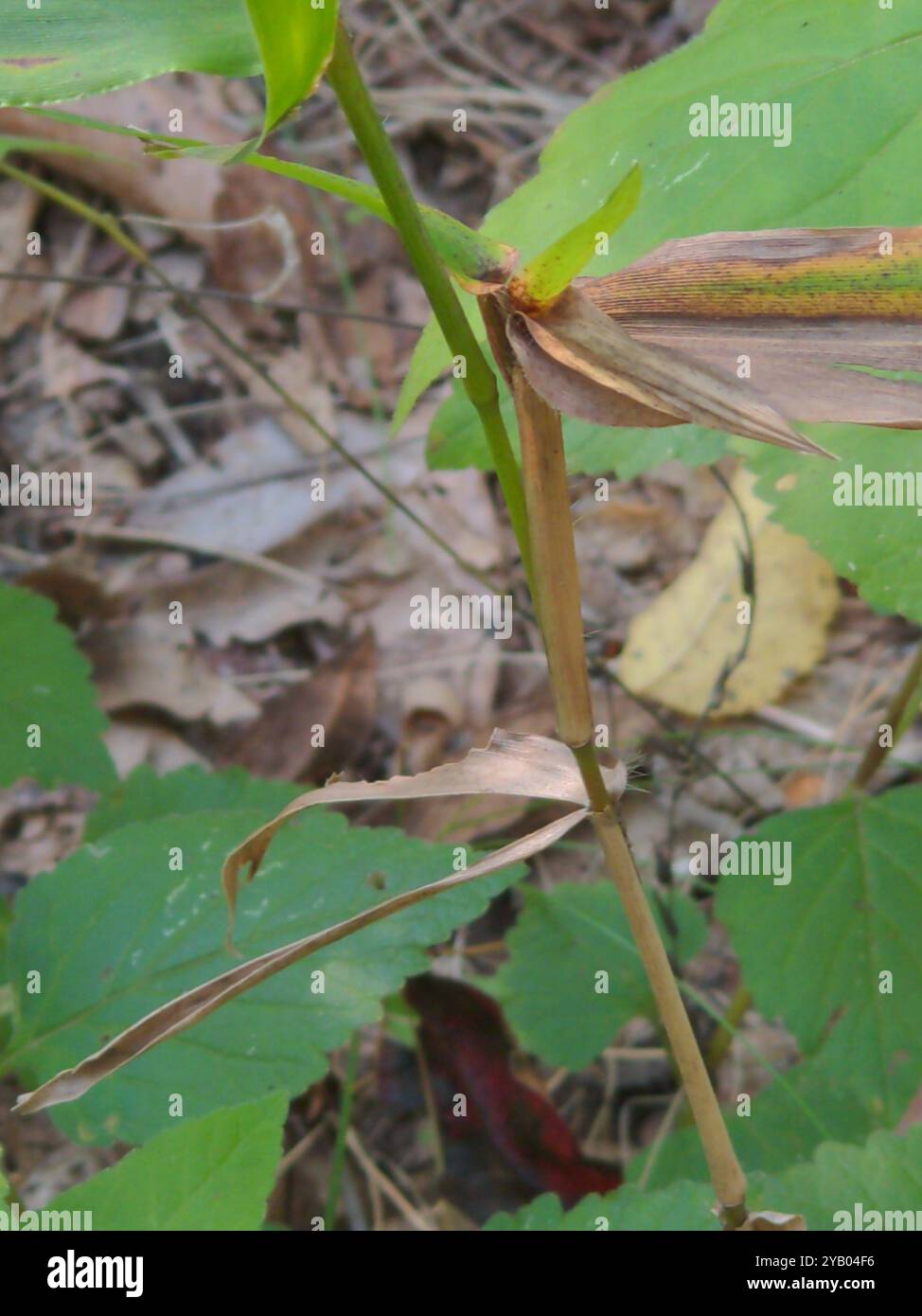 bristlegrasses, rosette grasses, barnyard grasses, and allies (Paniceae ...