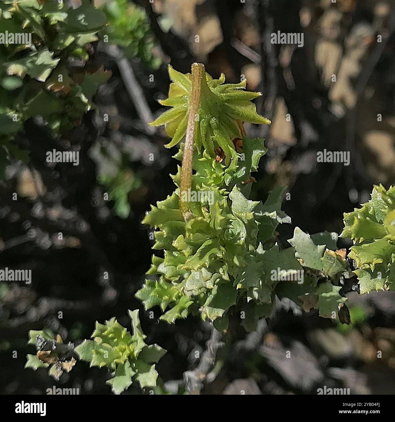 Sticky Rain Daisy (Dimorphotheca cuneata) Plantae Stock Photo - Alamy