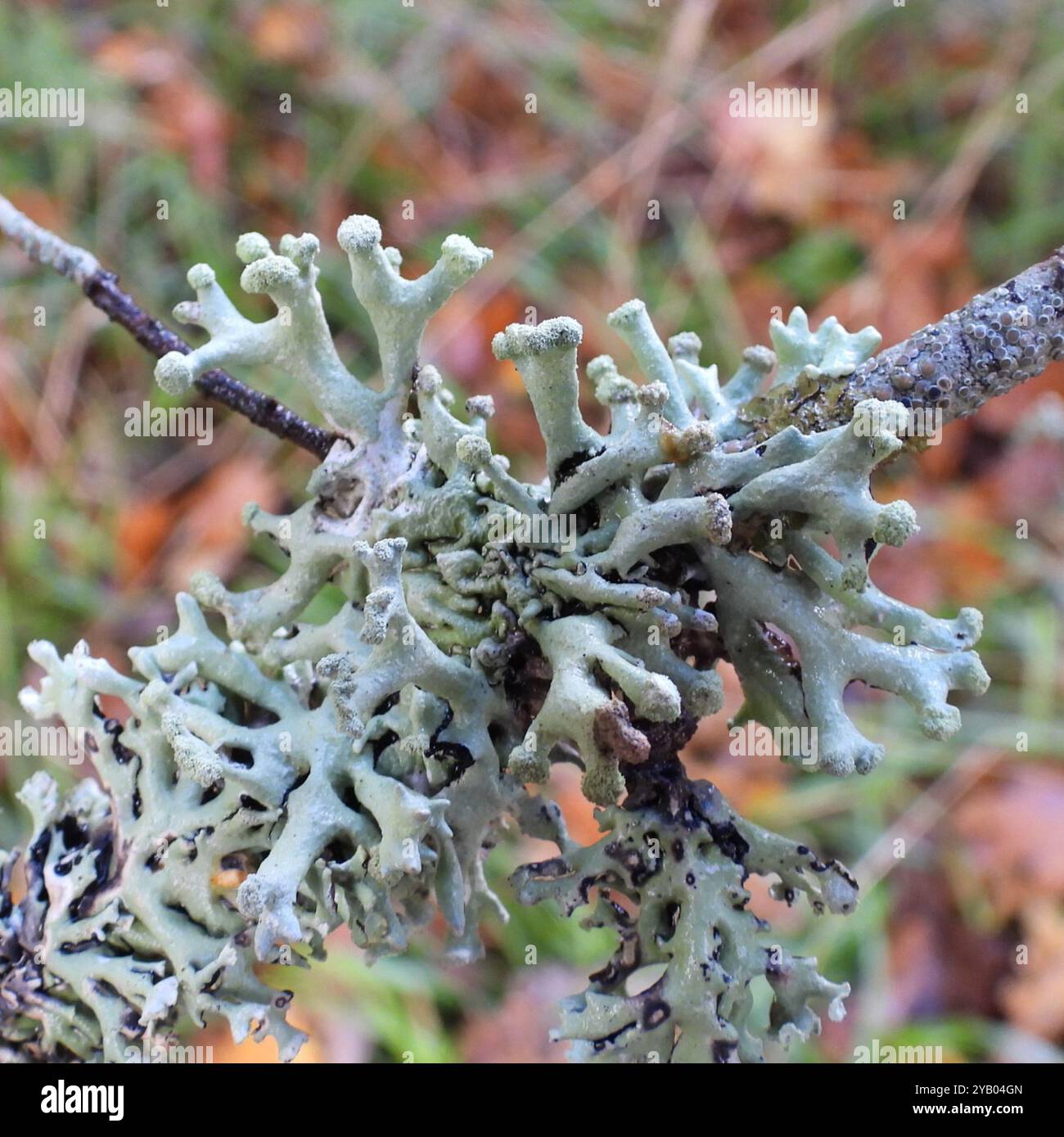 Powder-headed Tube Lichen (Hypogymnia tubulosa) Fungi Stock Photo - Alamy