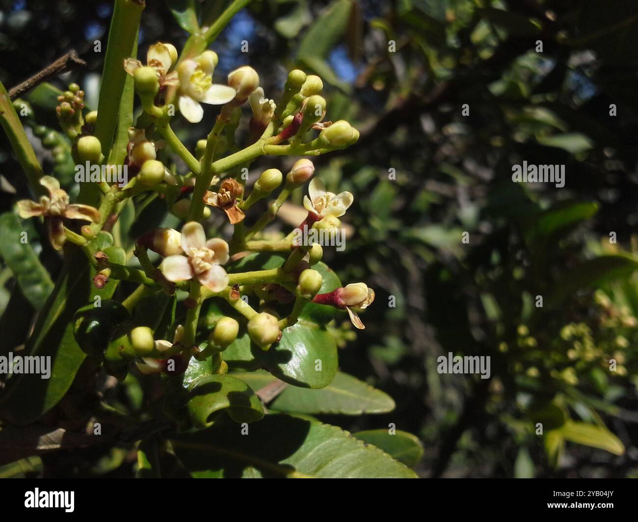 Wing-Leaved Wooden-Pea (Schrebera alata) Plantae Stock Photo - Alamy