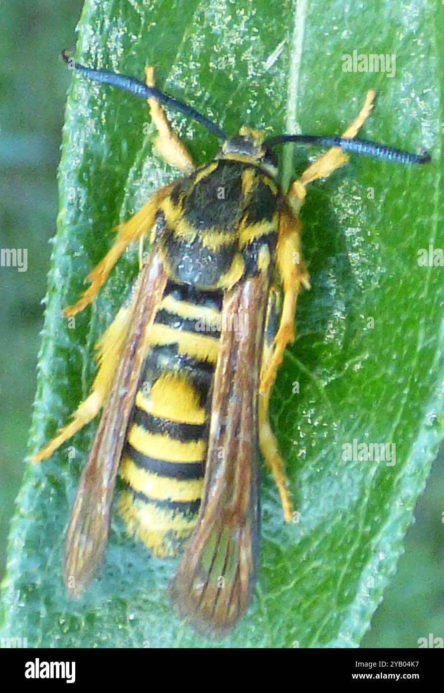 Raspberry Crown Borer (Pennisetia marginatum) Insecta Stock Photo - Alamy