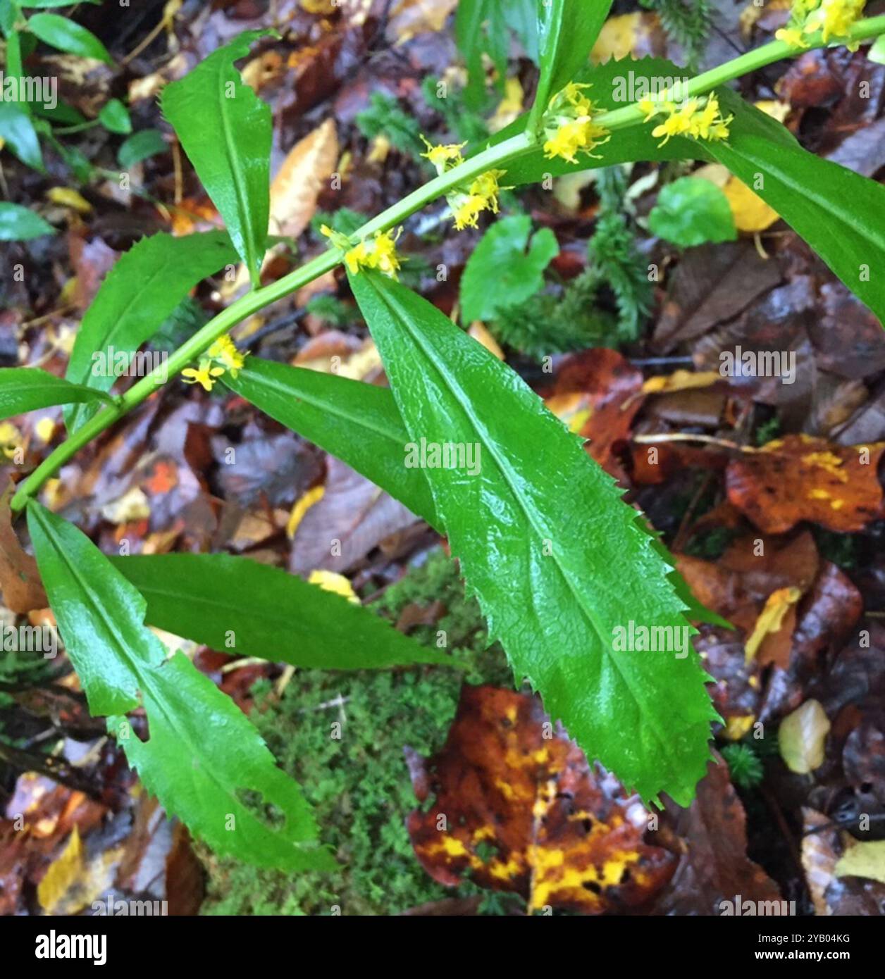 Mountain Decumbent Goldenrod (Solidago curtisii) Plantae Stock Photo ...