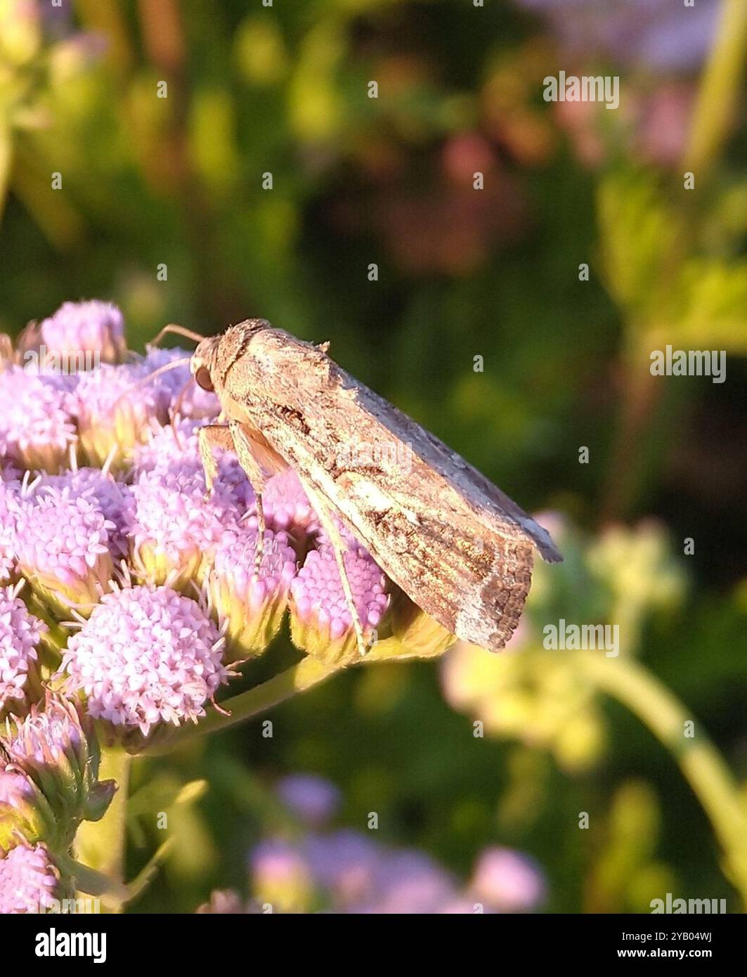 Fall Armyworm Moth (Spodoptera frugiperda) Insecta Stock Photo - Alamy
