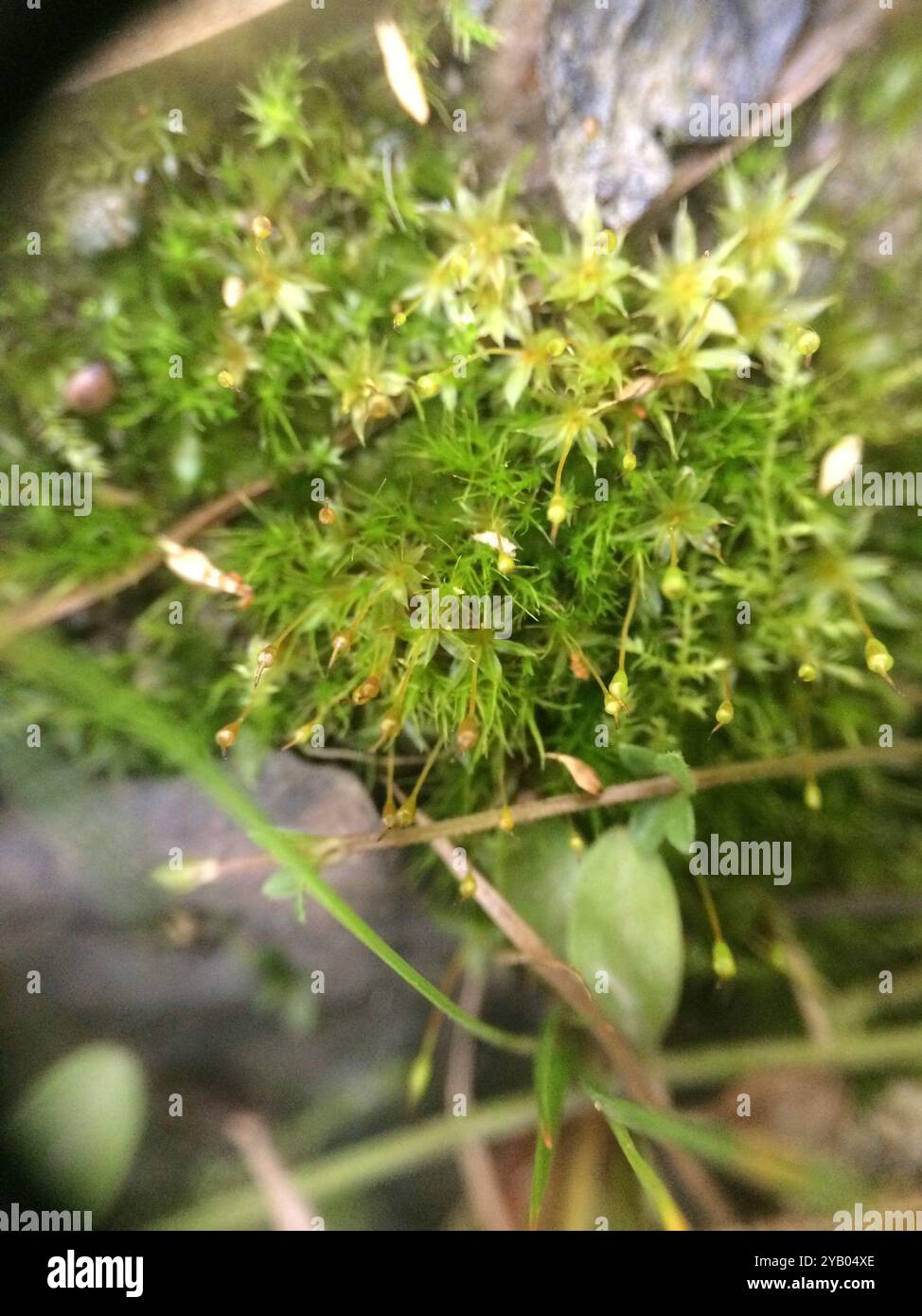 Common Pottia (Tortula truncata) Plantae Stock Photo - Alamy