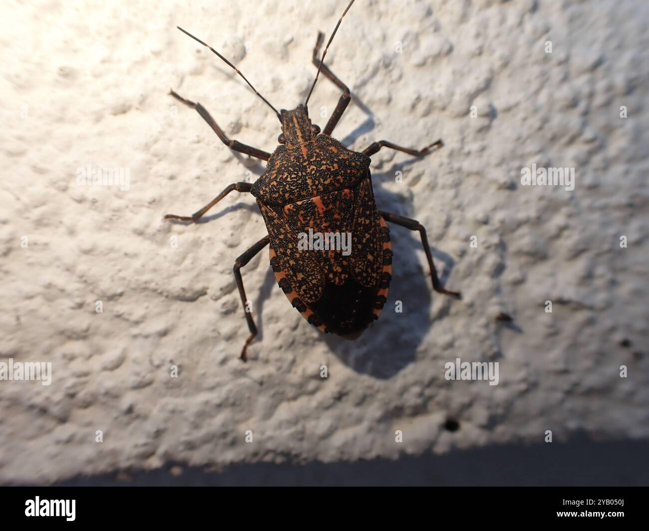 Almond Stink Bug (Apodiphus amygdali) Insecta Stock Photo - Alamy