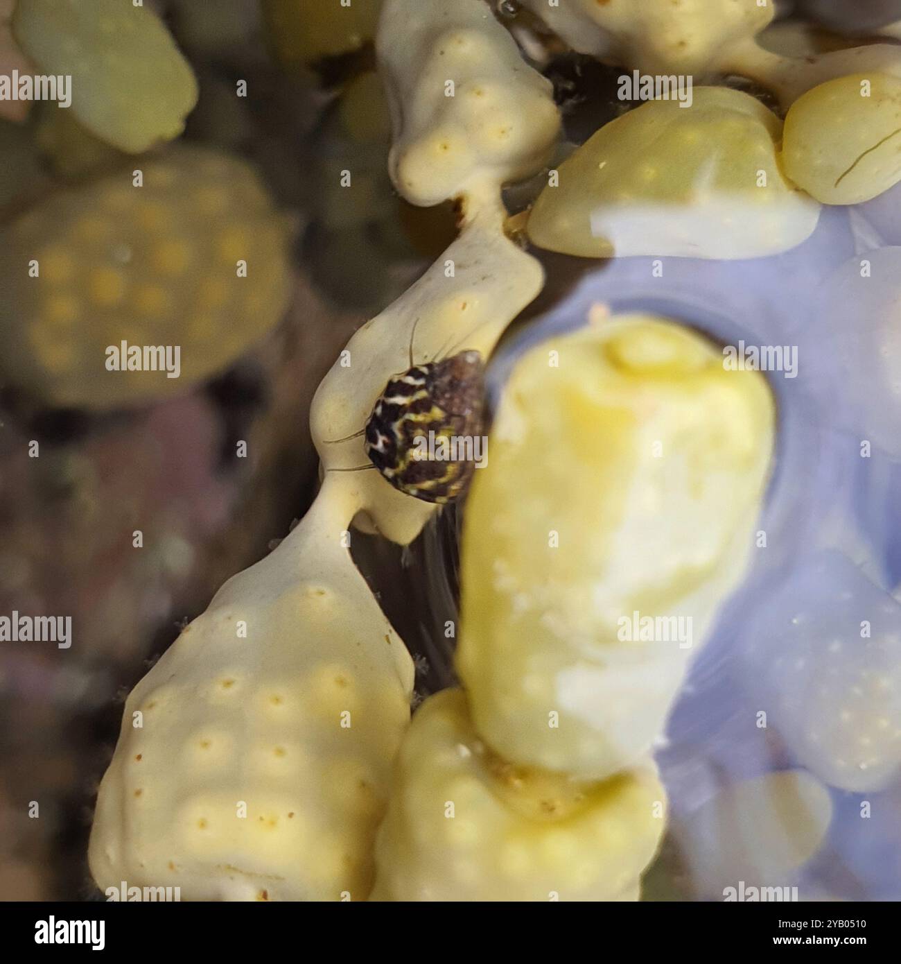 Zebra Top Snail (Austrocochlea porcata) Mollusca Stock Photo - Alamy