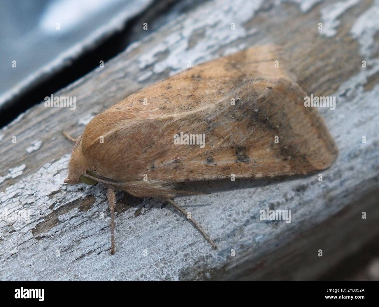 Cotton Bollworm Moth (Helicoverpa armigera) Insecta Stock Photo - Alamy