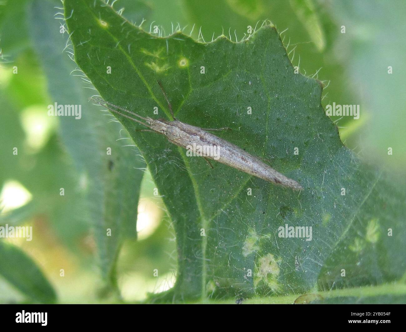 Diamondback Moth (Plutella xylostella) Insecta Stock Photo - Alamy
