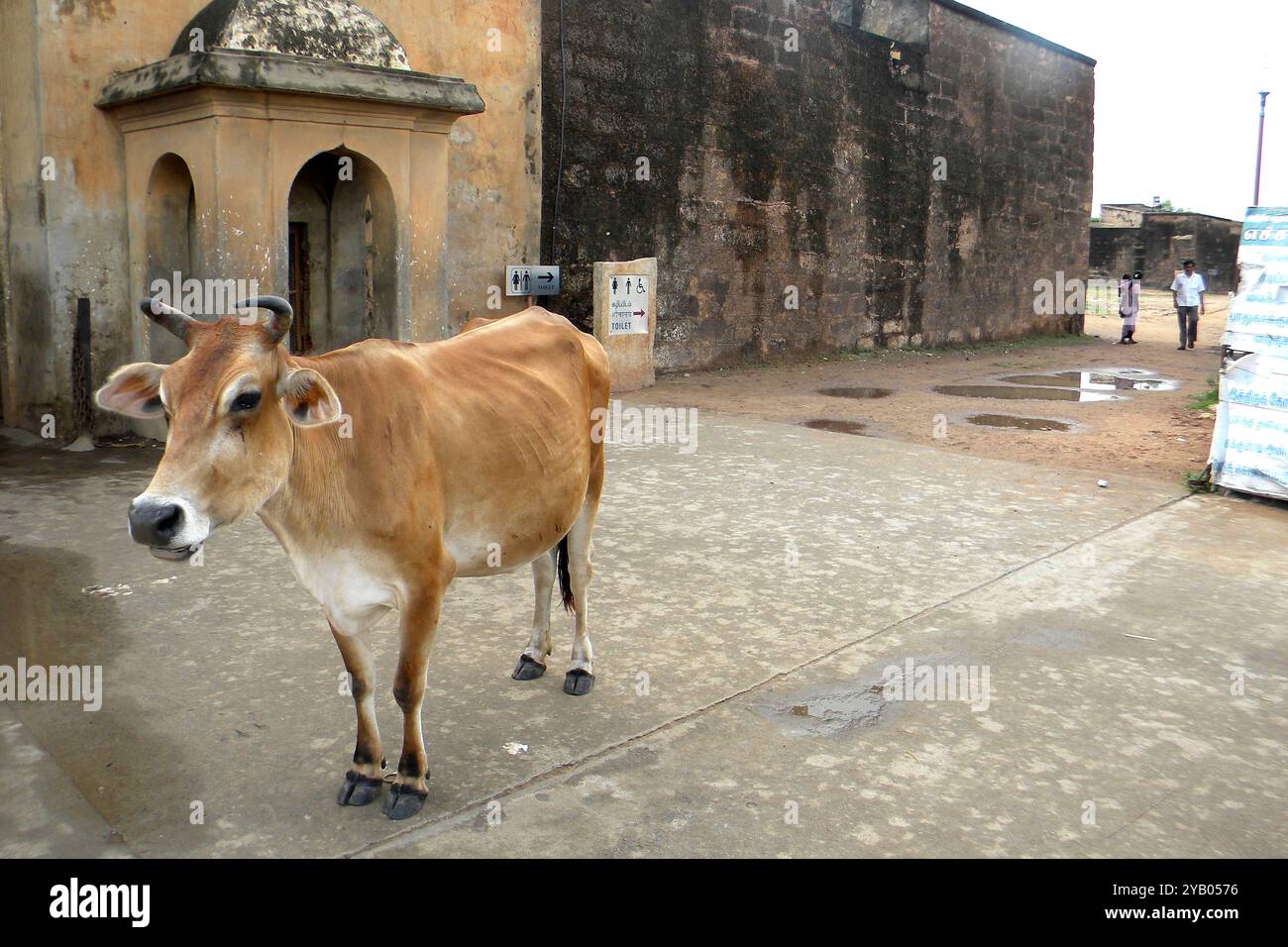 India, Tamil Nadu, Tanjore, Brihadeshwara temple, cow Stock Photo - Alamy