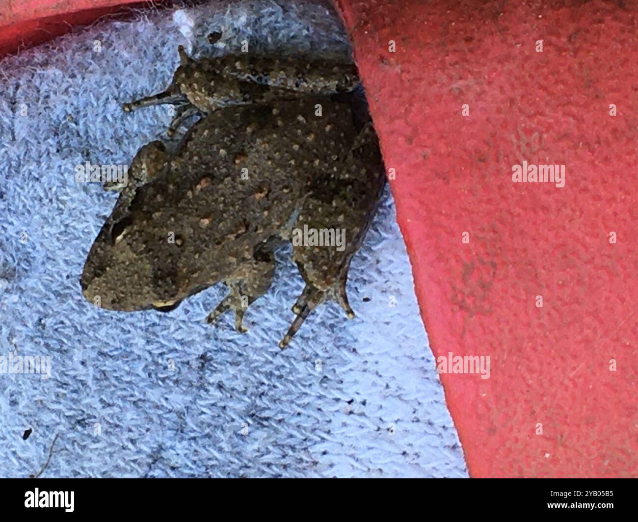 Northern Cricket Frog (Acris crepitans) Amphibia Stock Photo - Alamy
