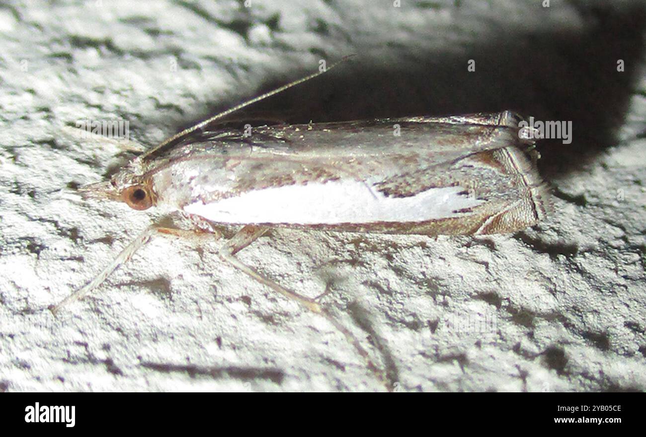 (Classeya quadricuspis) Insecta Stock Photo - Alamy